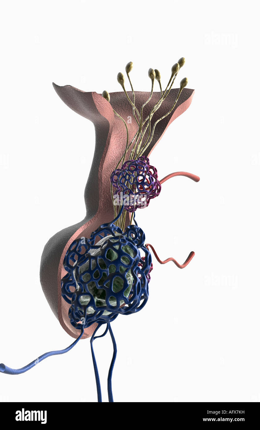 Pituitary gland and the hypophyseal portal system Stock Photo - Alamy