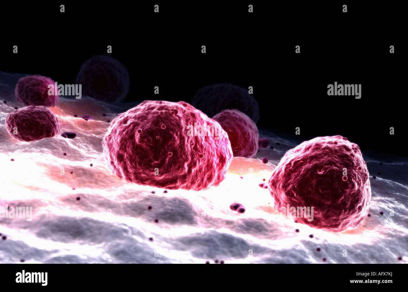 Megakaryocyte hi-res stock photography and images - Alamy