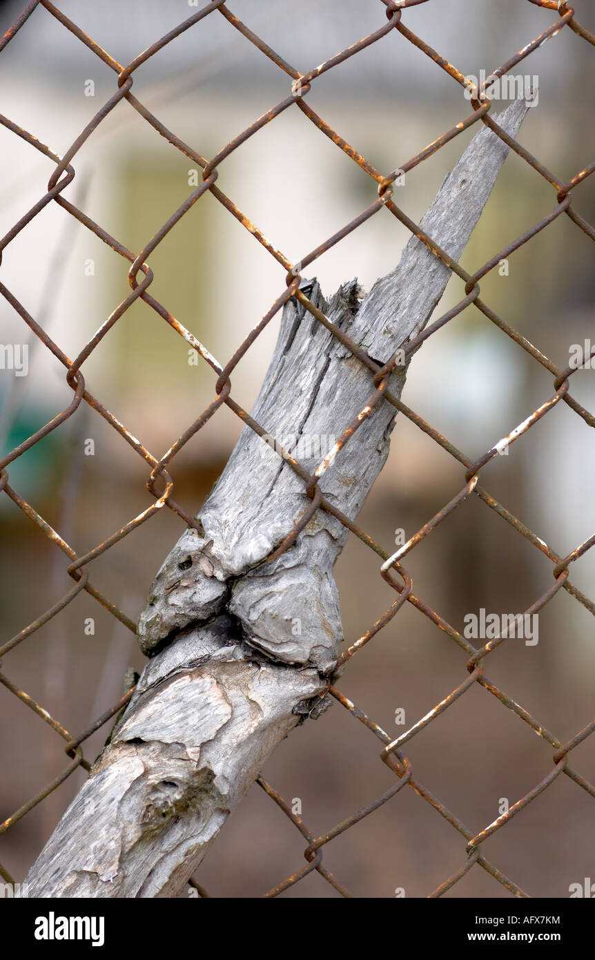 Tree in rusted matal fence Stock Photo - Alamy