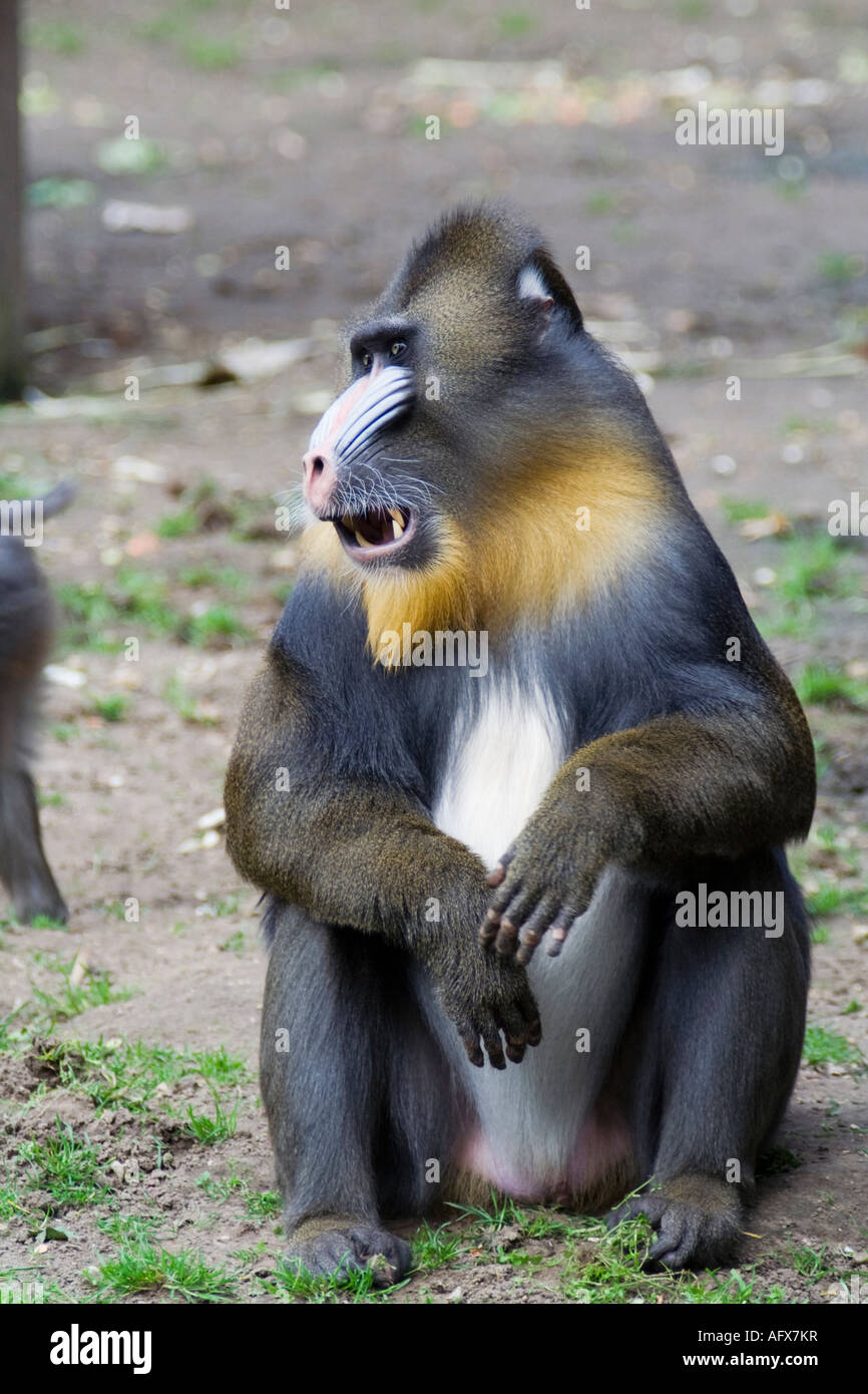 Male mandrill monkey Stock Photo - Alamy