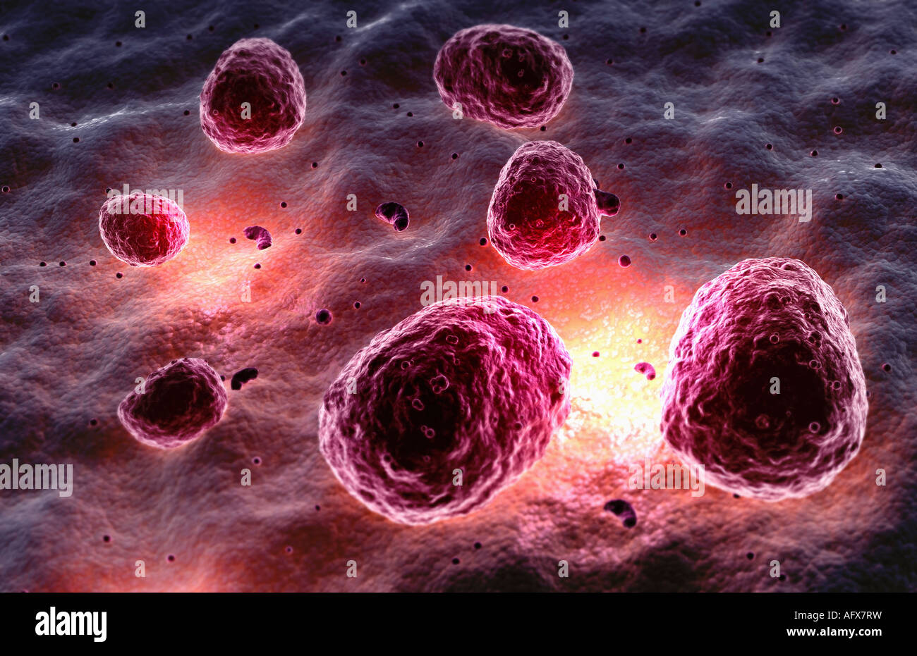 Megakaryocyte hi-res stock photography and images - Alamy