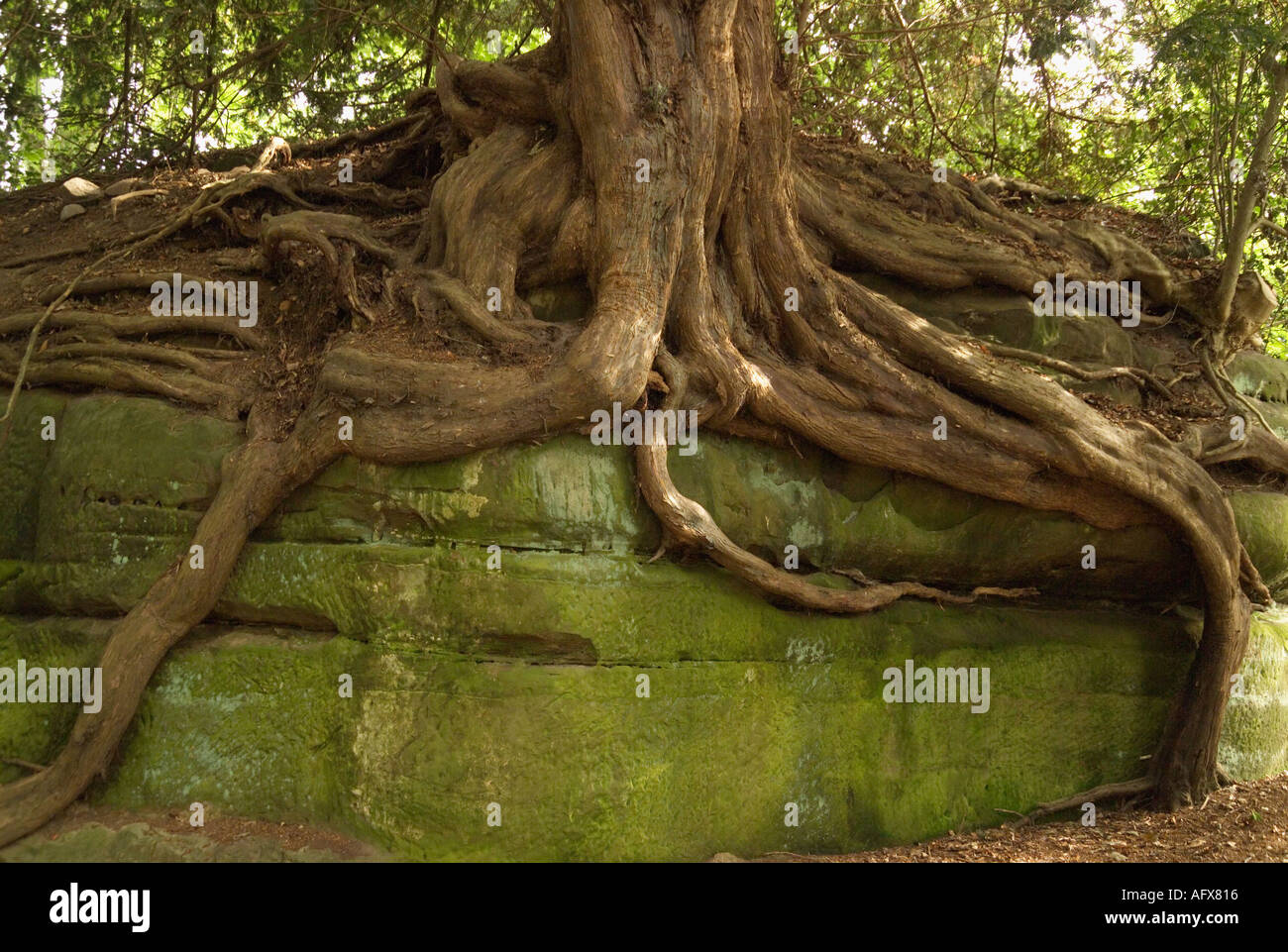 Tree growing around large rock hi-res stock photography and images - Alamy