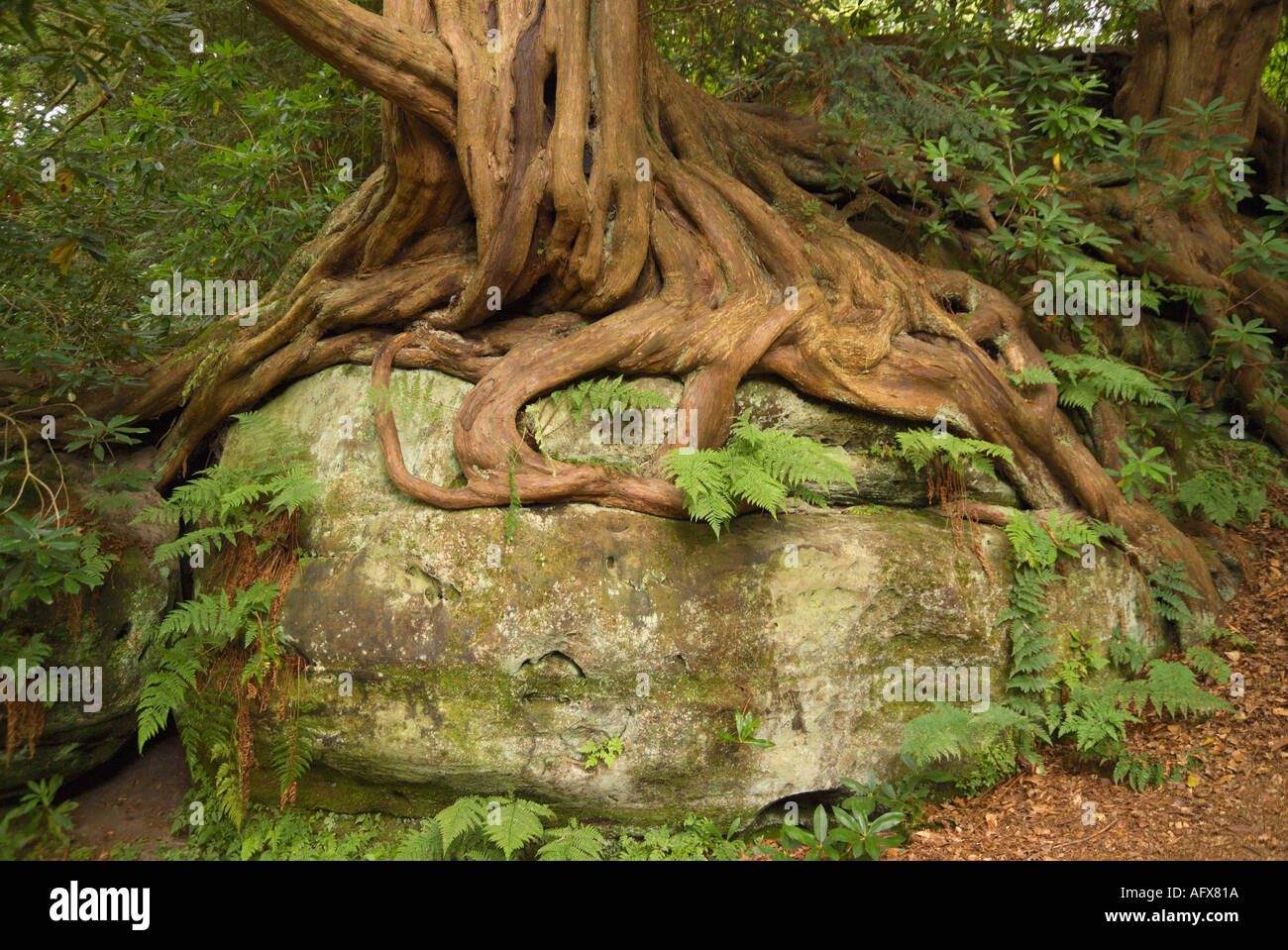 Tree growing around large rock hi-res stock photography and images - Alamy