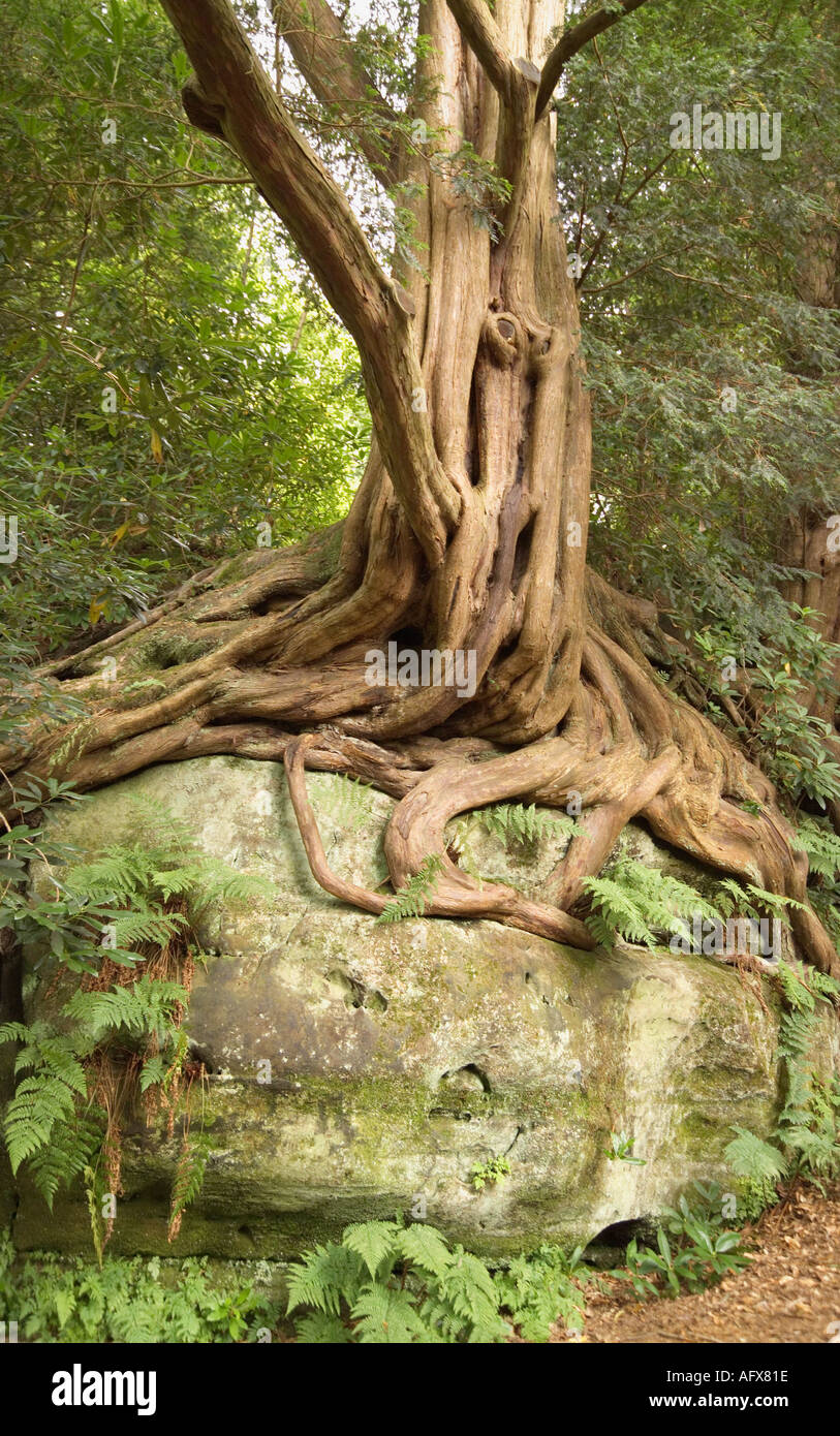 Tree growing around large rock hi-res stock photography and images - Alamy