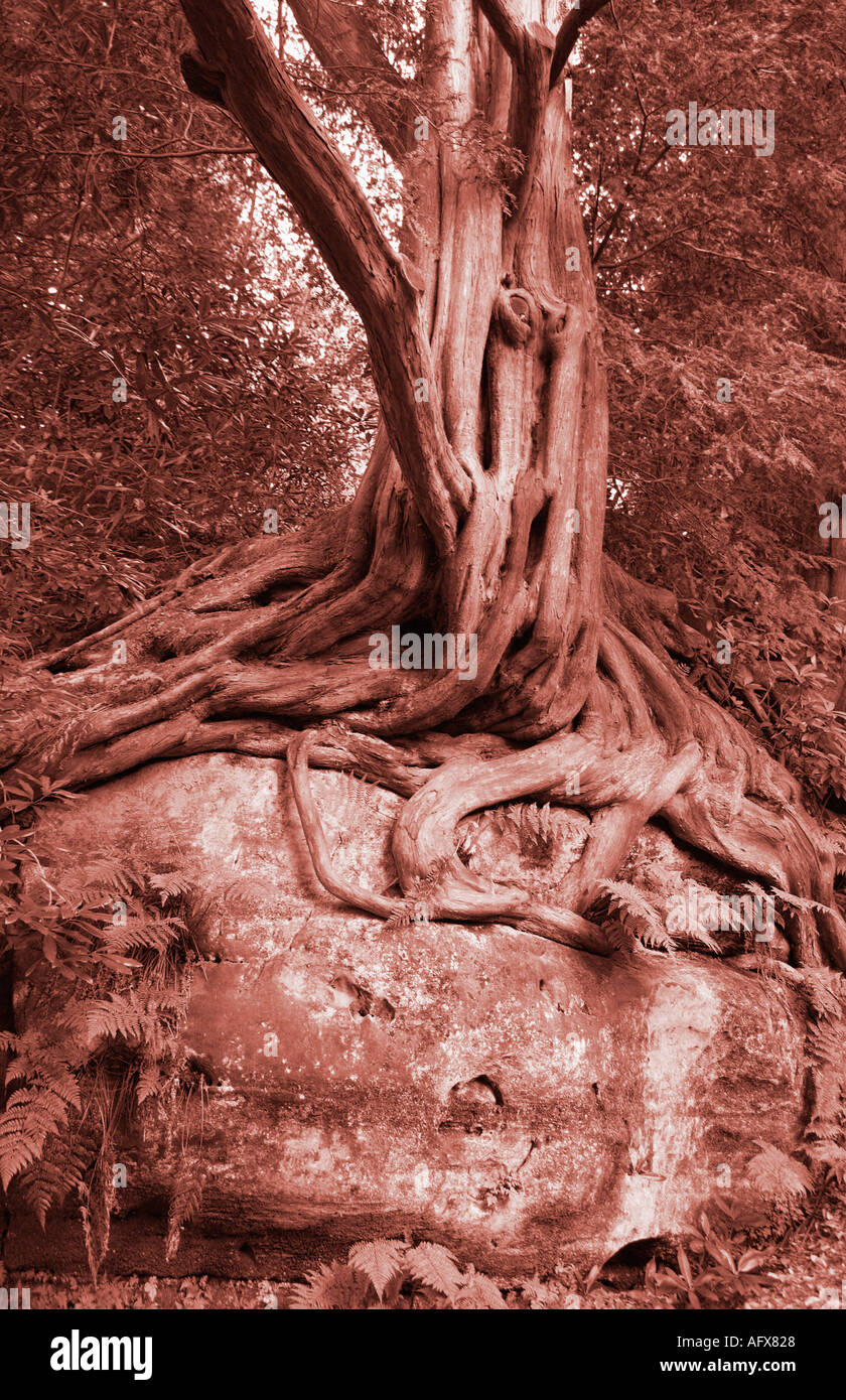 Tree growing around large rock hi-res stock photography and images - Alamy