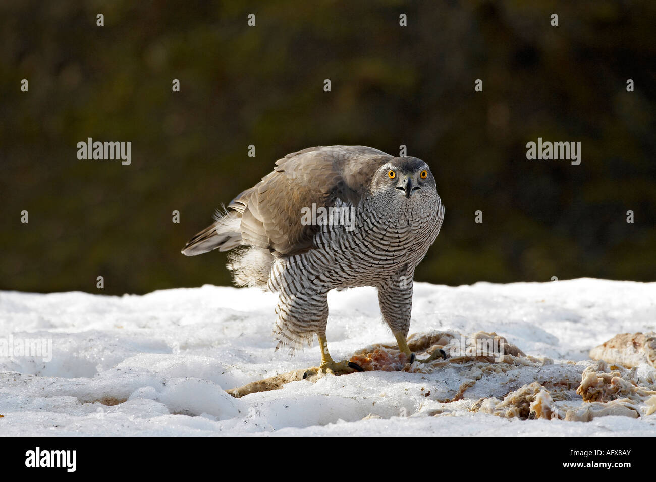 Goshawk feeding on winter kill in snow Stock Photo - Alamy