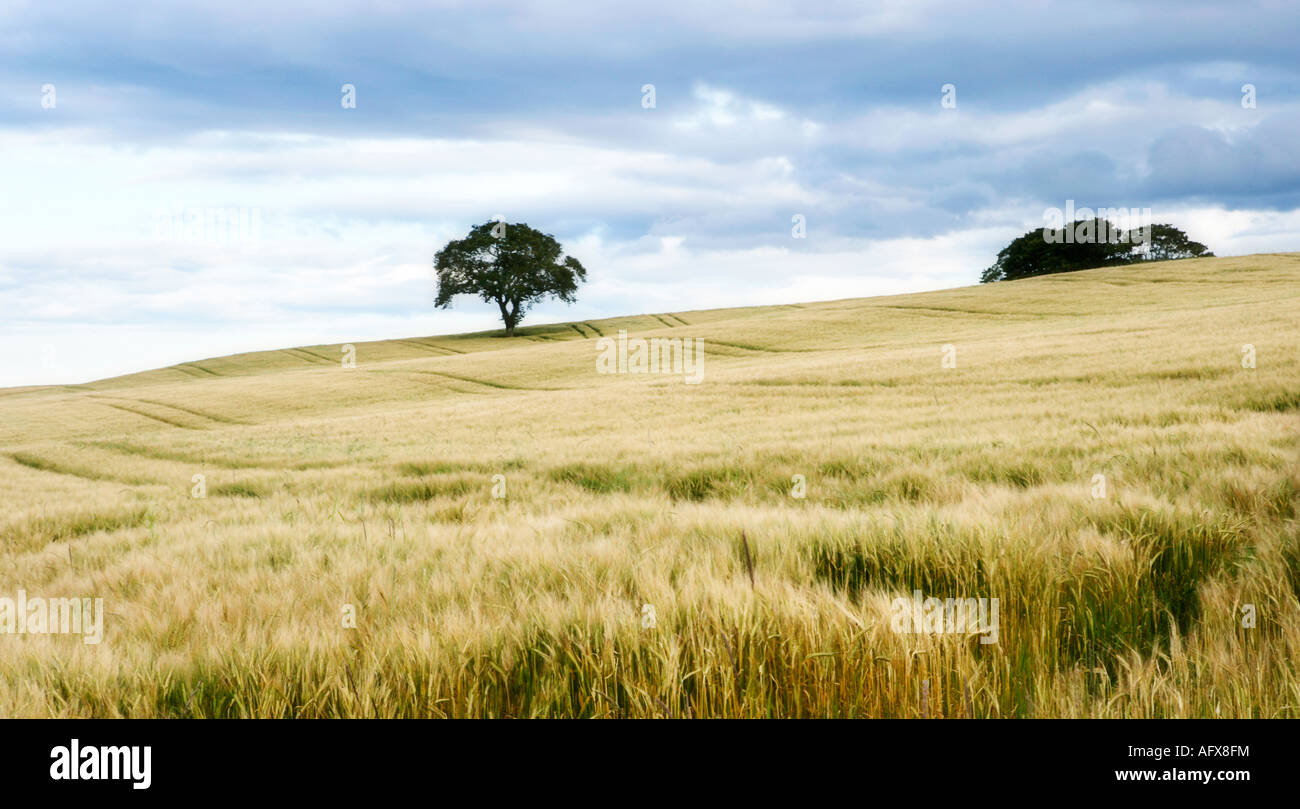 Field in havest hi-res stock photography and images - Alamy