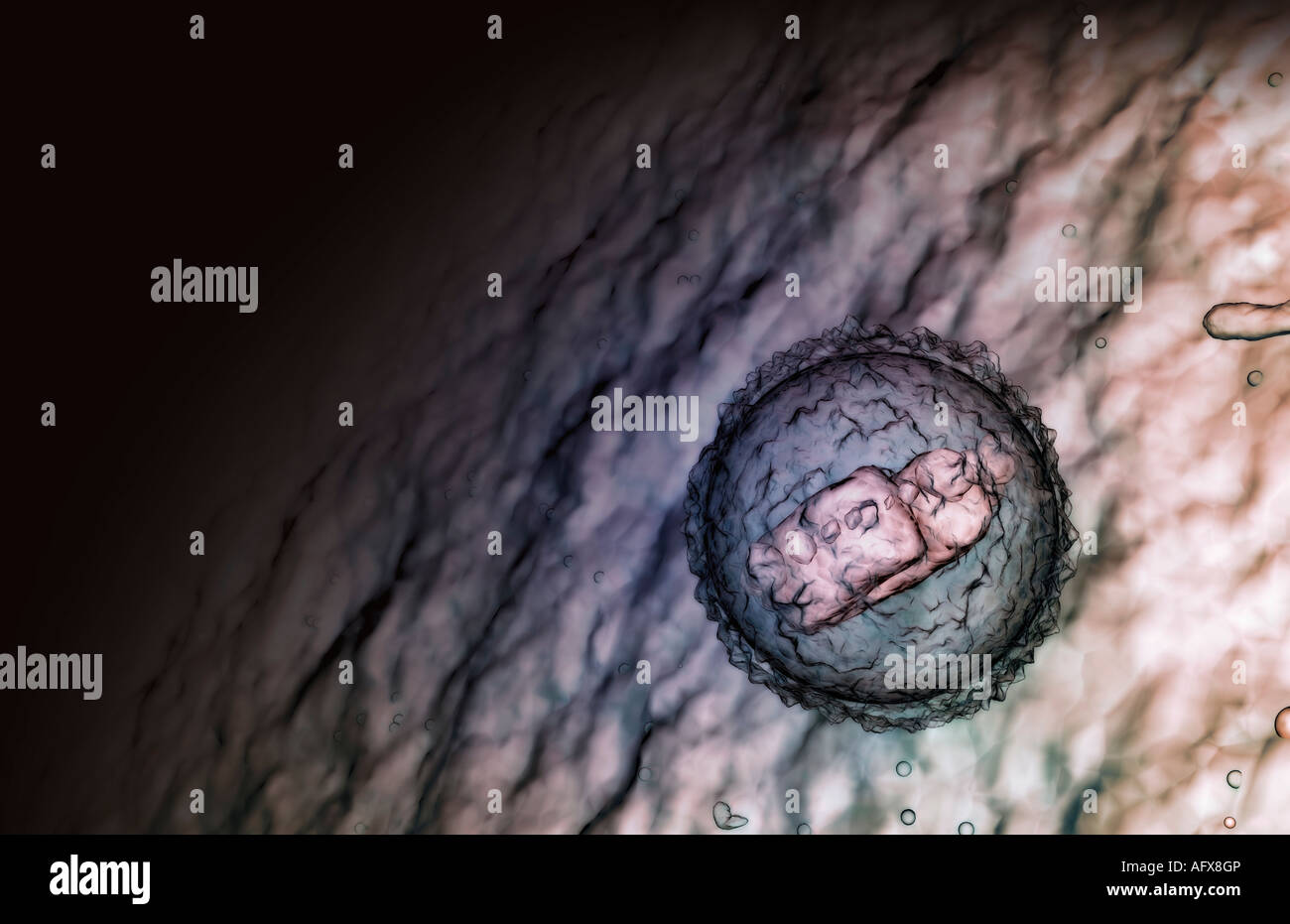 T lymphocyte hi-res stock photography and images - Alamy