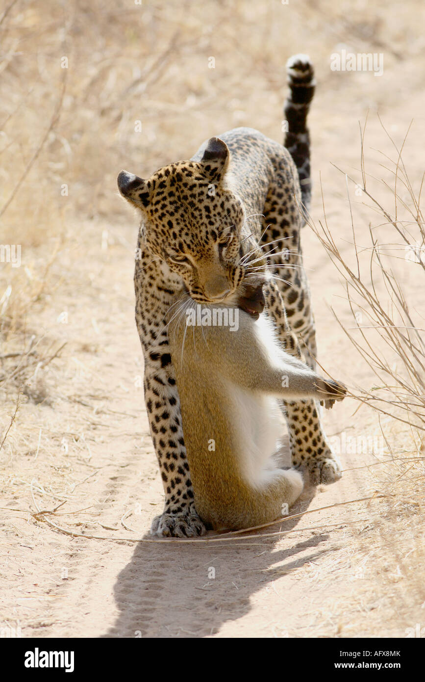 Leopard hunting monkey hi-res stock photography and images - Alamy