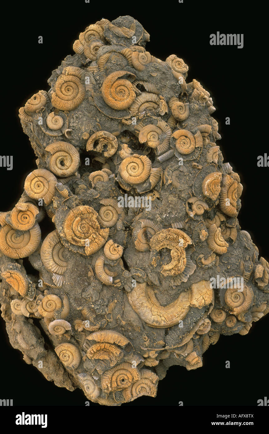 Silurian period fossils hi-res stock photography and images - Alamy