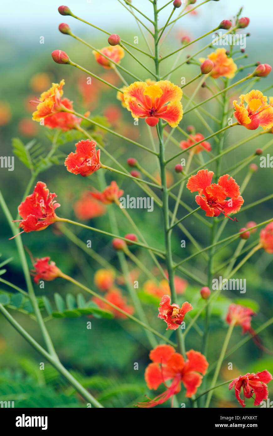 Philippines Beautiful Flowers Bohol Visayas Stock Photo - Alamy