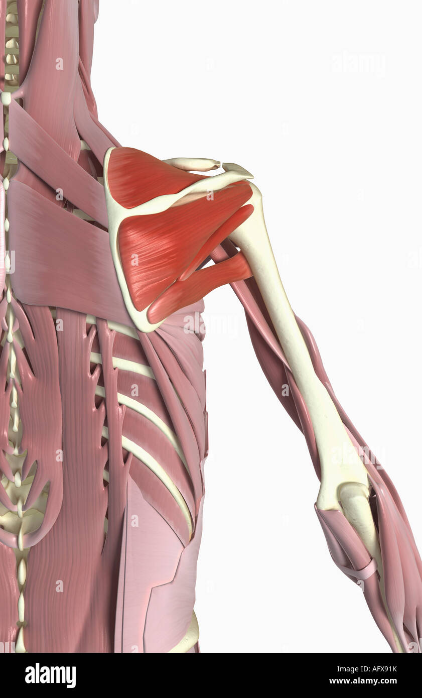 Rotator cuff muscles Stock Photo - Alamy