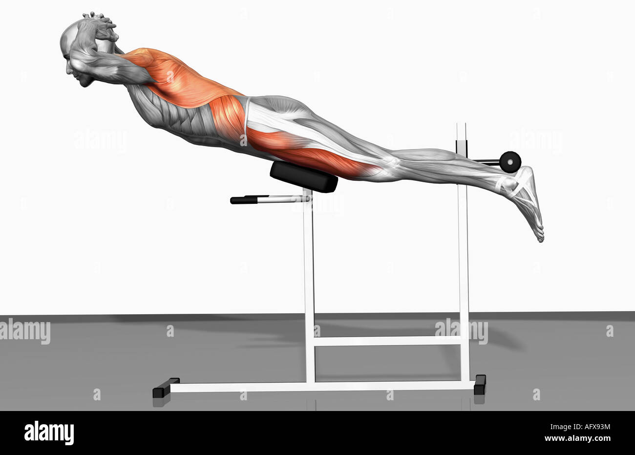 Back extensions (Part 1 of 2 Stock Photo - Alamy