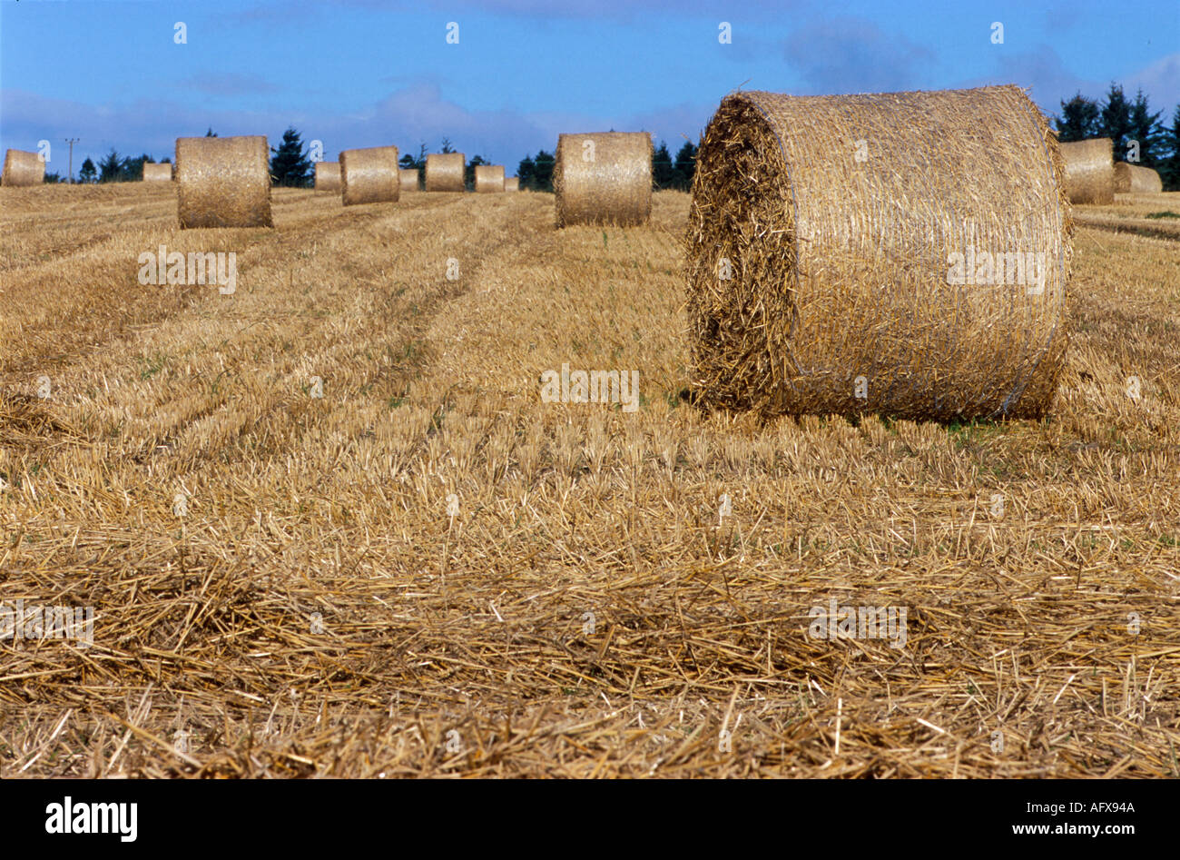 Hay Bales Angus Scotland Stock Photo - Alamy