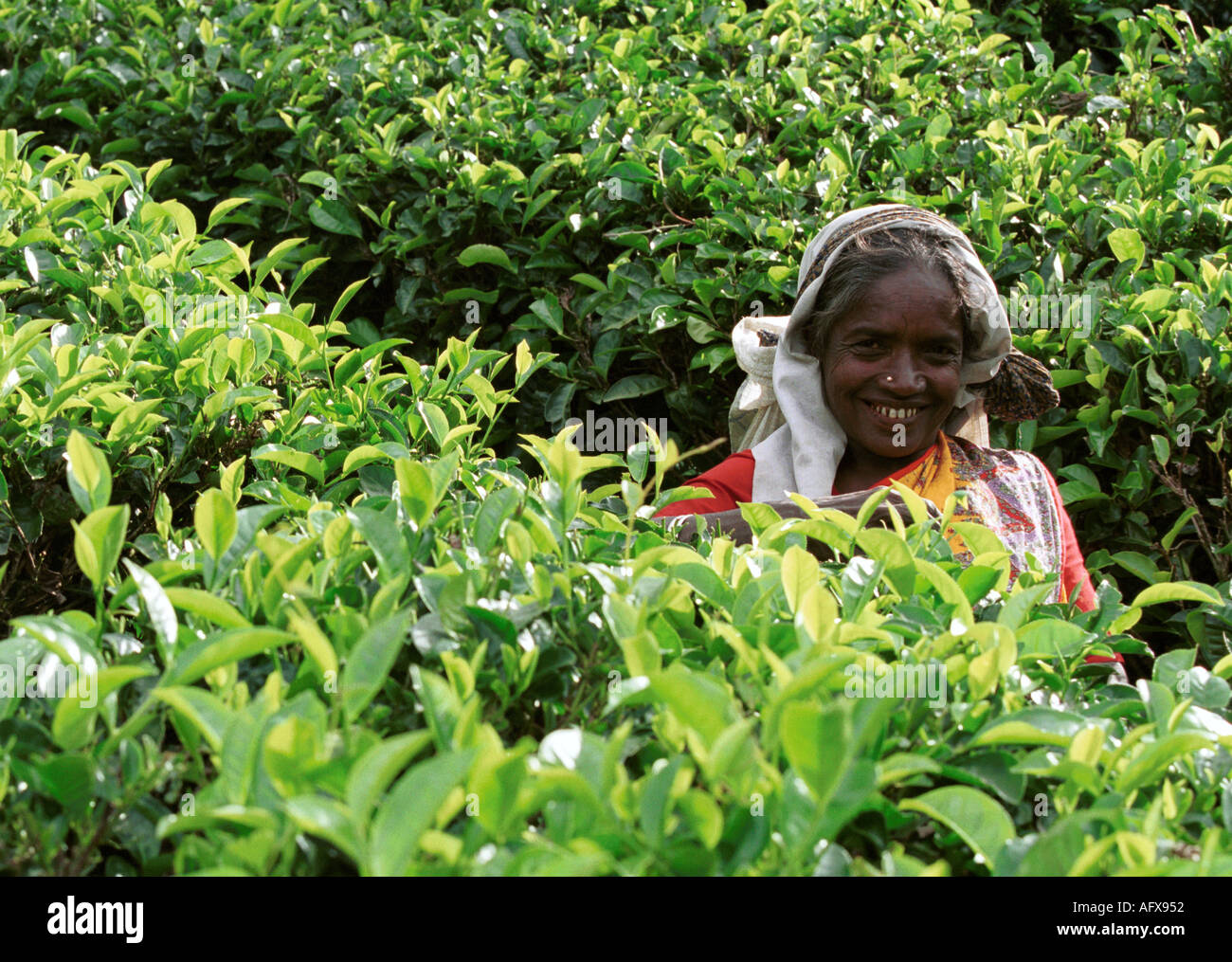 A Tamil Tea picker in Sri Lanka Stock Photo - Alamy
