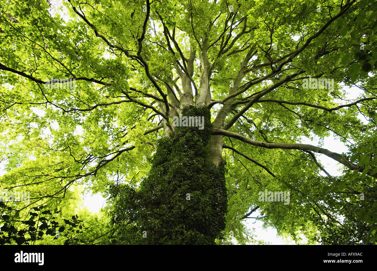 Wide perspective of green tree from below Stock Photo - Alamy