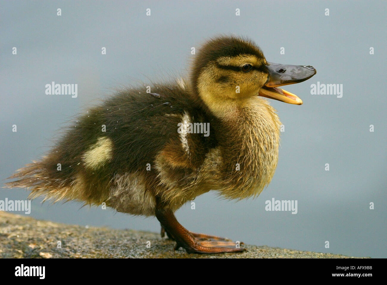 Hello duck hi-res stock photography and images - Alamy