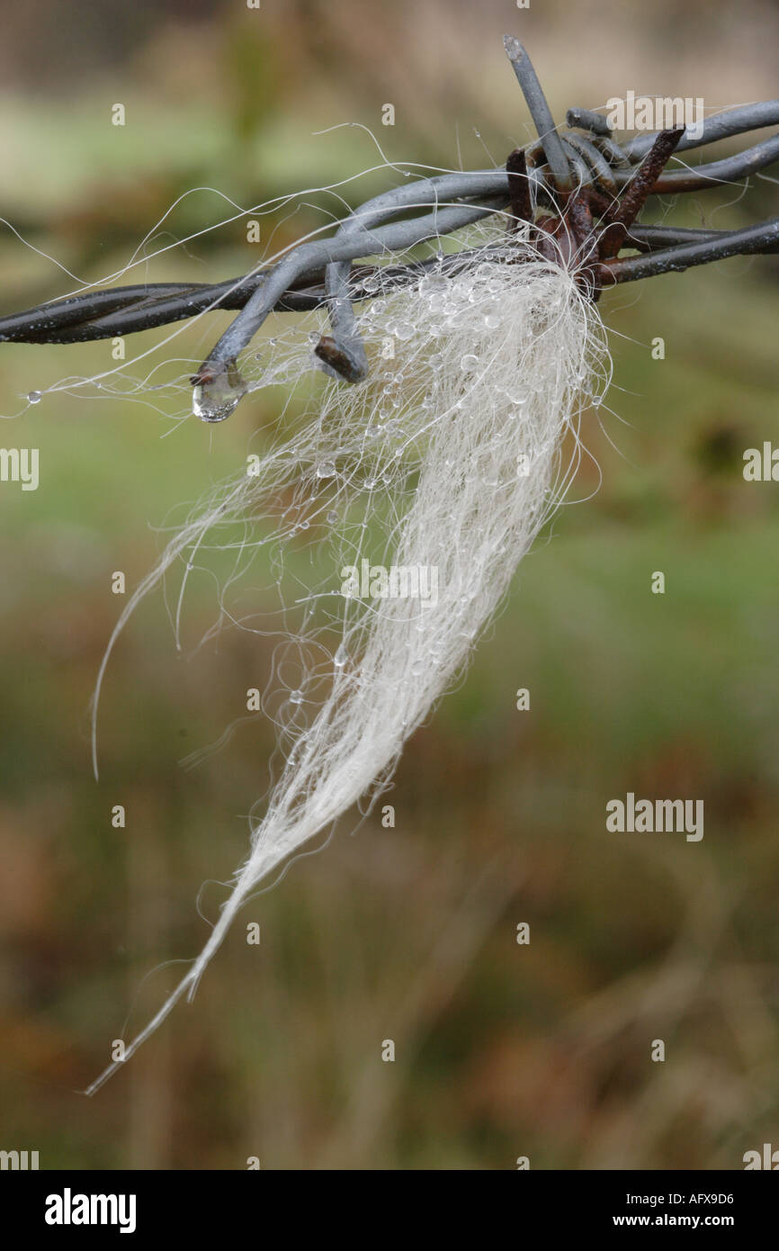 animal fur caught on barbed wire Stock Photo - Alamy
