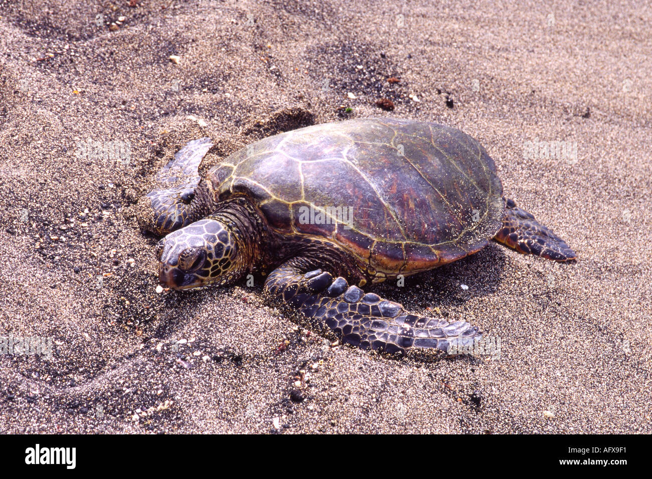 Hawaii kona beach turtle hi-res stock photography and images - Alamy