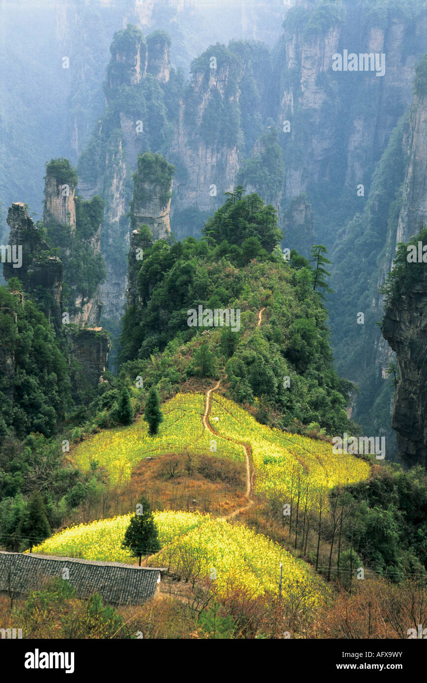 Sandstone Pillars in Wulingyuan Scenic Area Stock Photo - Alamy