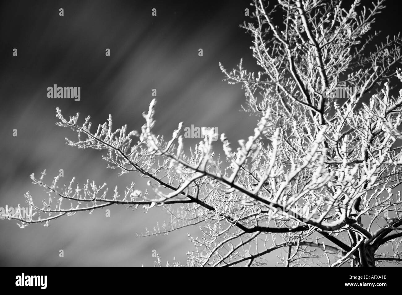 Windy trees blowing Black and White Stock Photos & Images - Alamy