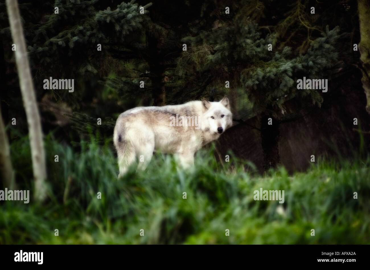 Grey Wolf Canis Lupis Stock Photo - Alamy