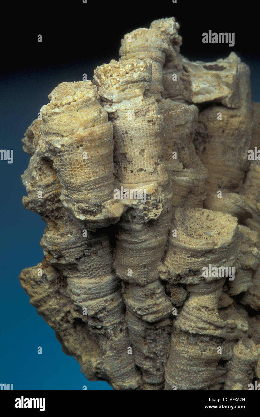 Colonial Horn Coral Fossil Eridophyllum coagulatum Stock Photo - Alamy