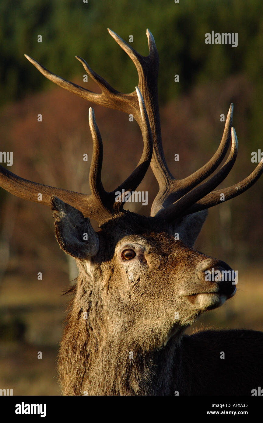 Red Deer Stag Stock Photo - Alamy