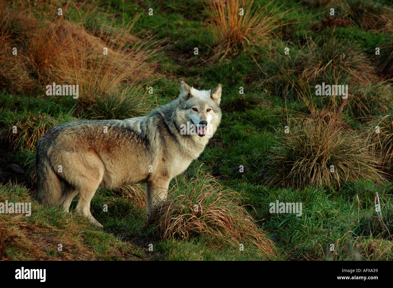 Eurasian wolf grey wolf canis lupis strength power freedom wildlife hi ...