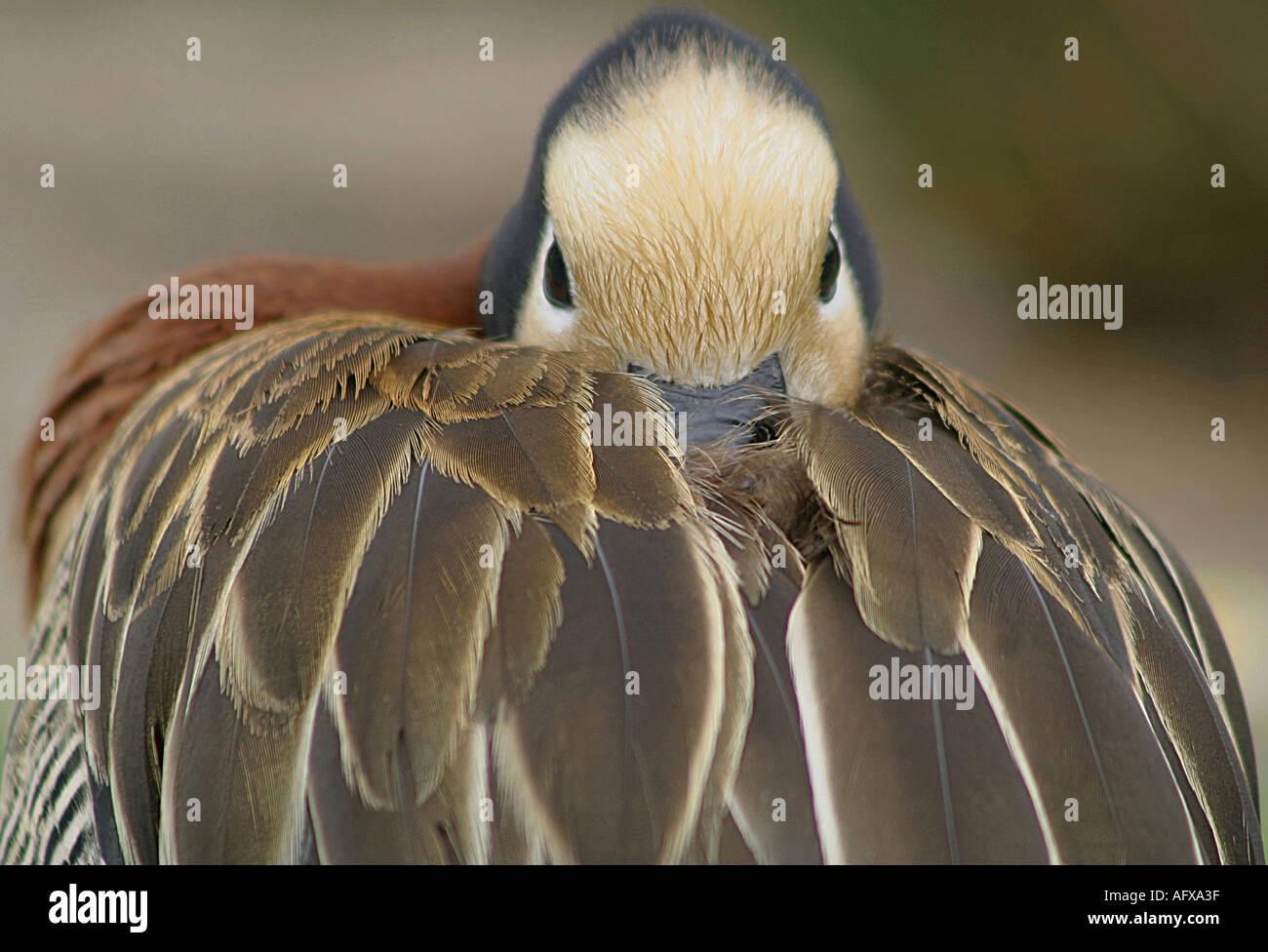 African Whistler Duck Stock Photo - Alamy