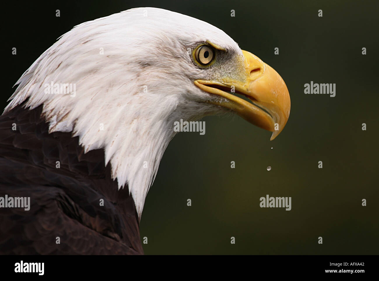 American bald eagle with intense eyes hi-res stock photography and ...
