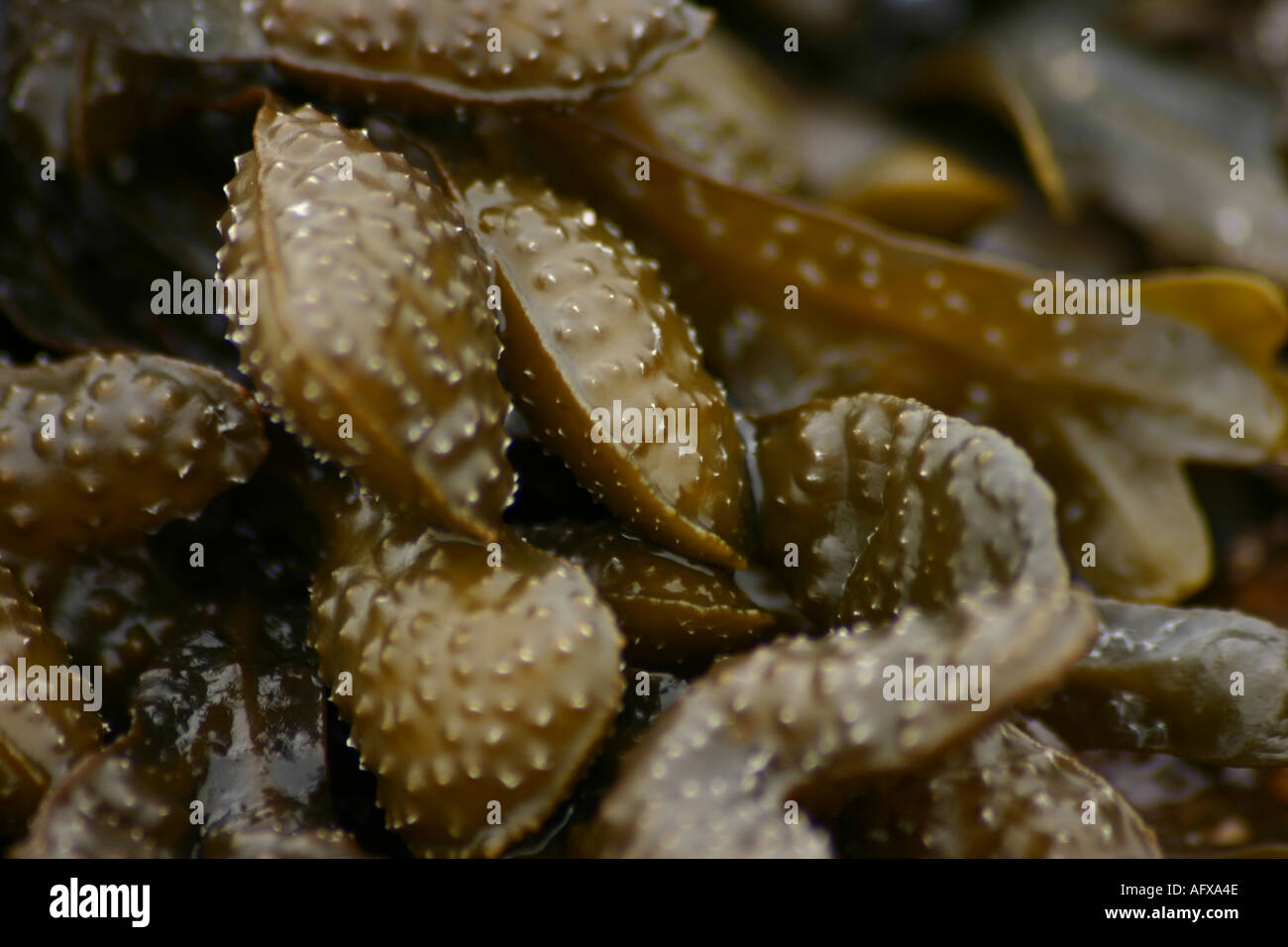 Dulce seaweed hi-res stock photography and images - Alamy