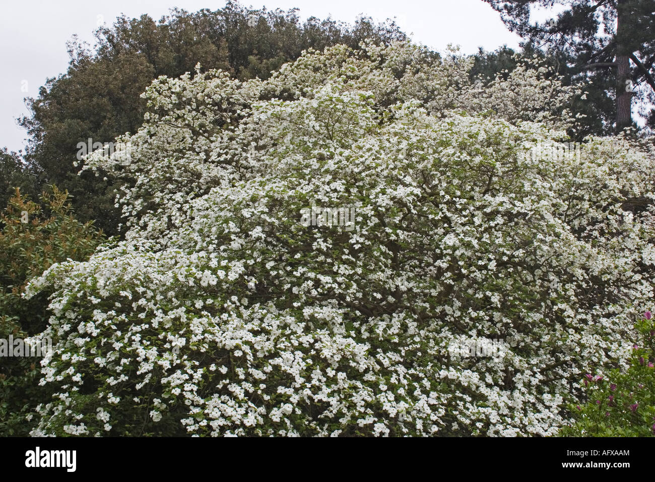 Ormonde hi-res stock photography and images - Alamy