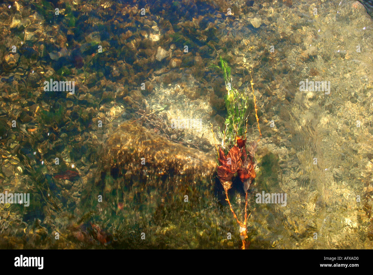 Riverbed weeds hi-res stock photography and images - Alamy