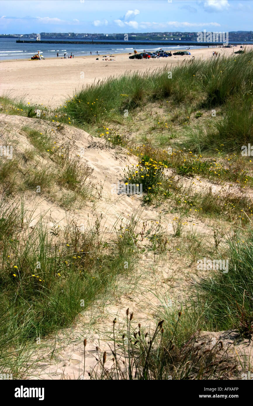 Among the sand dunes at Castlerock beach, County Londonderry, Northern ...