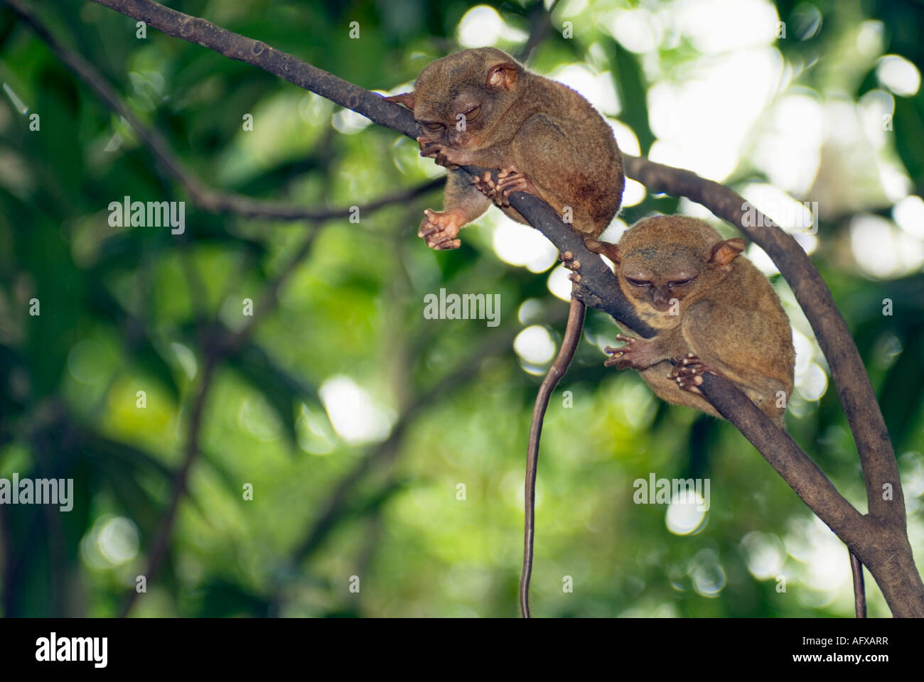 Tarsier Philippines Bohol Corella and Tarsier Visitors Centre Visayas ...