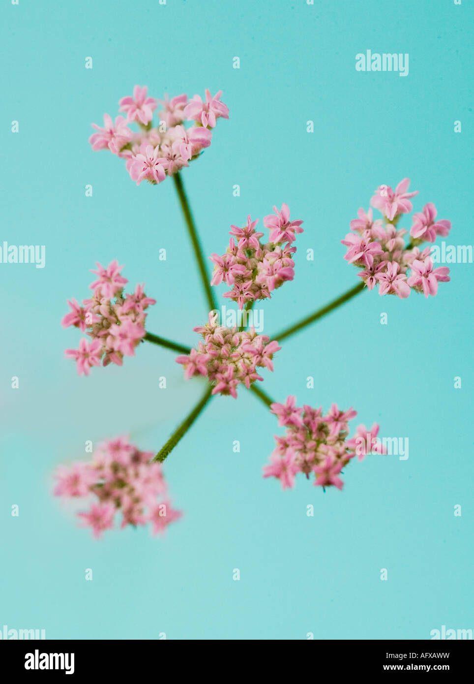 Flower from above Cut Out Stock Images & Pictures - Alamy