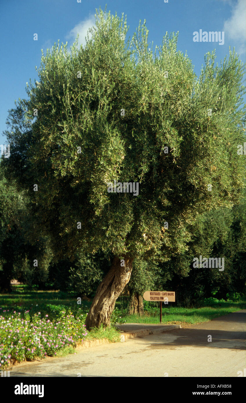 Very mature olive tree and sign to tourist facilities in the Menara ...