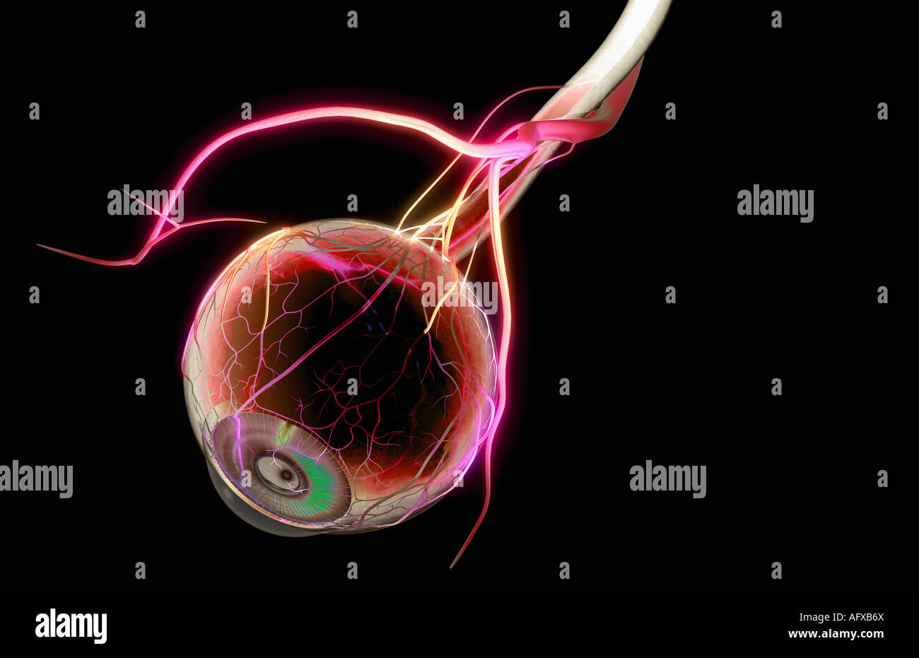 Blood vessels of the eye Stock Photo - Alamy