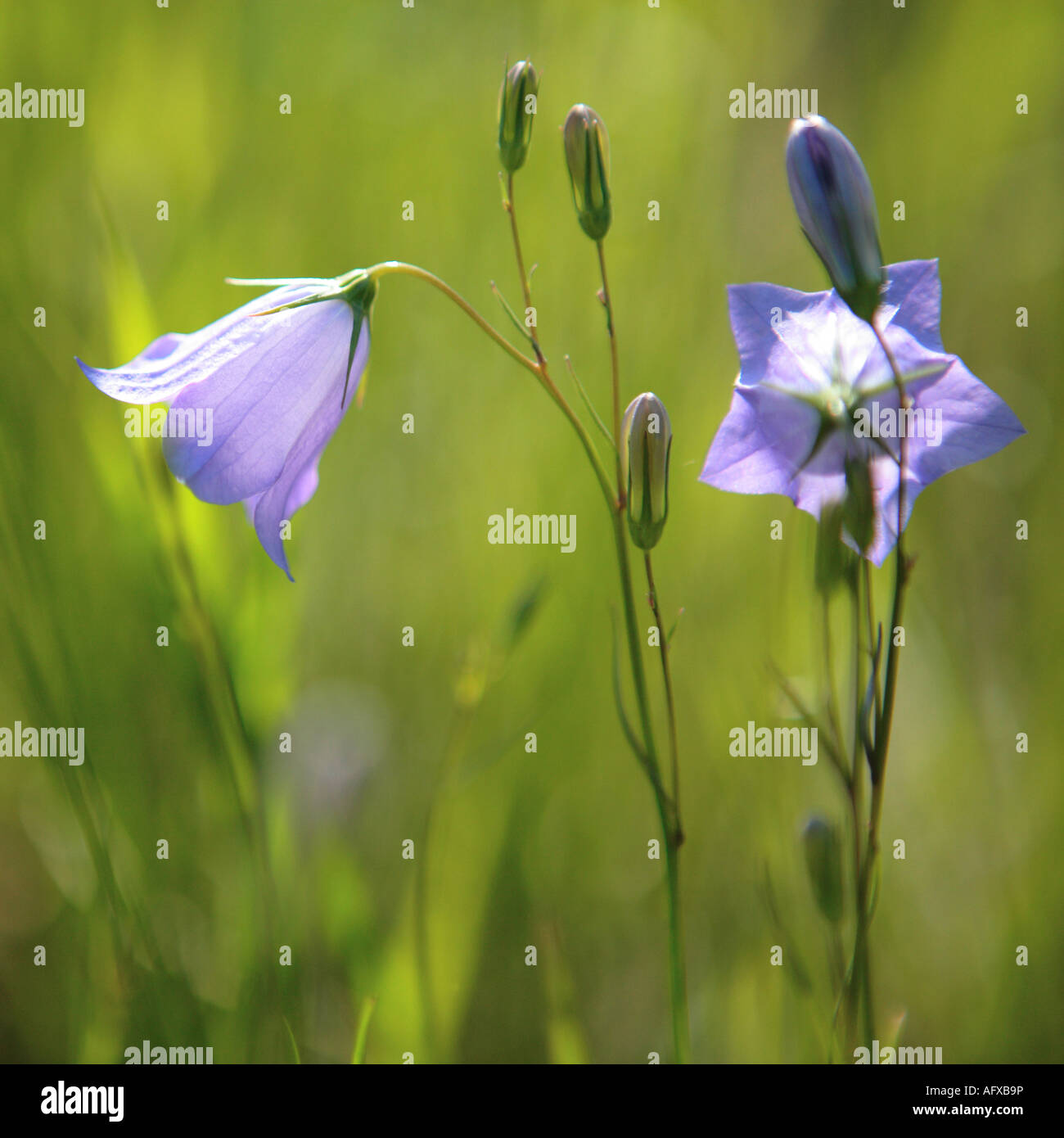 blue harebell flower campanula rotundifolia rock island door county ...