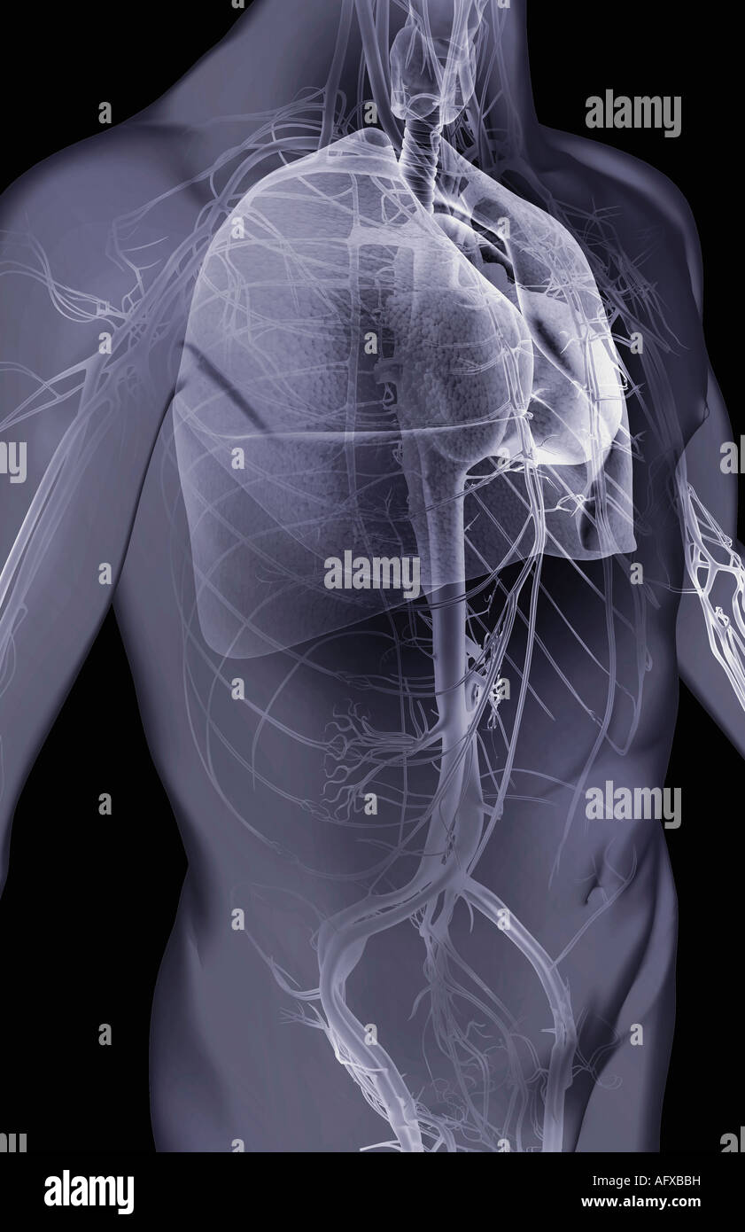 The blood supply of the trunk Stock Photo - Alamy