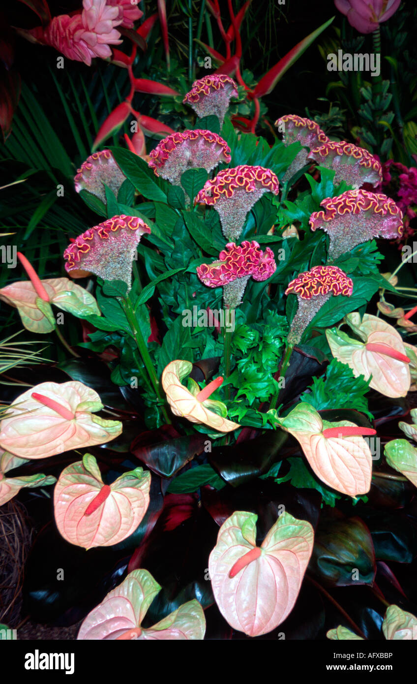 Tropical flowers and foliage in the garden of the Horticultural Society ...