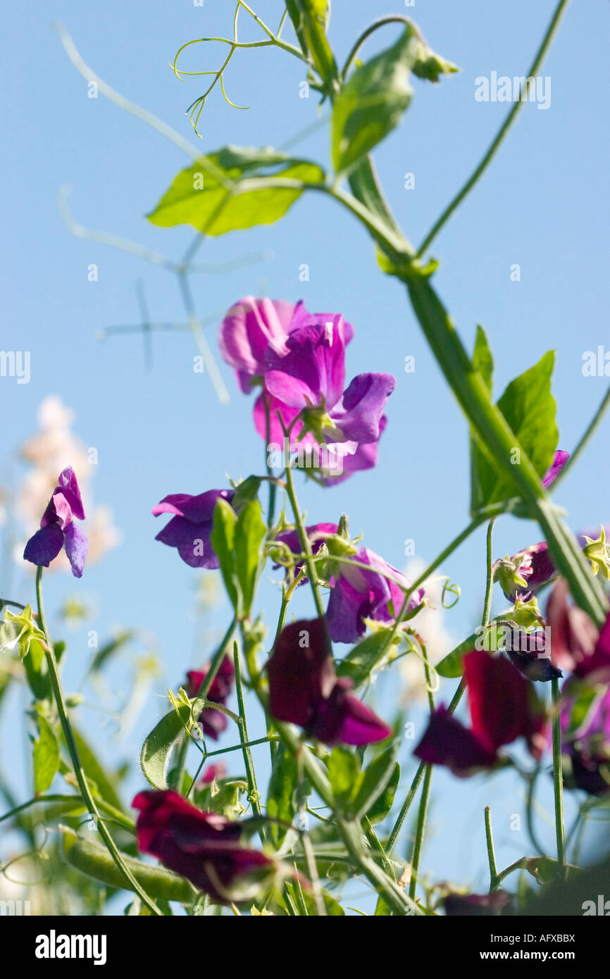 Flowering sweet peas climbing upwards against a sky background Stock ...