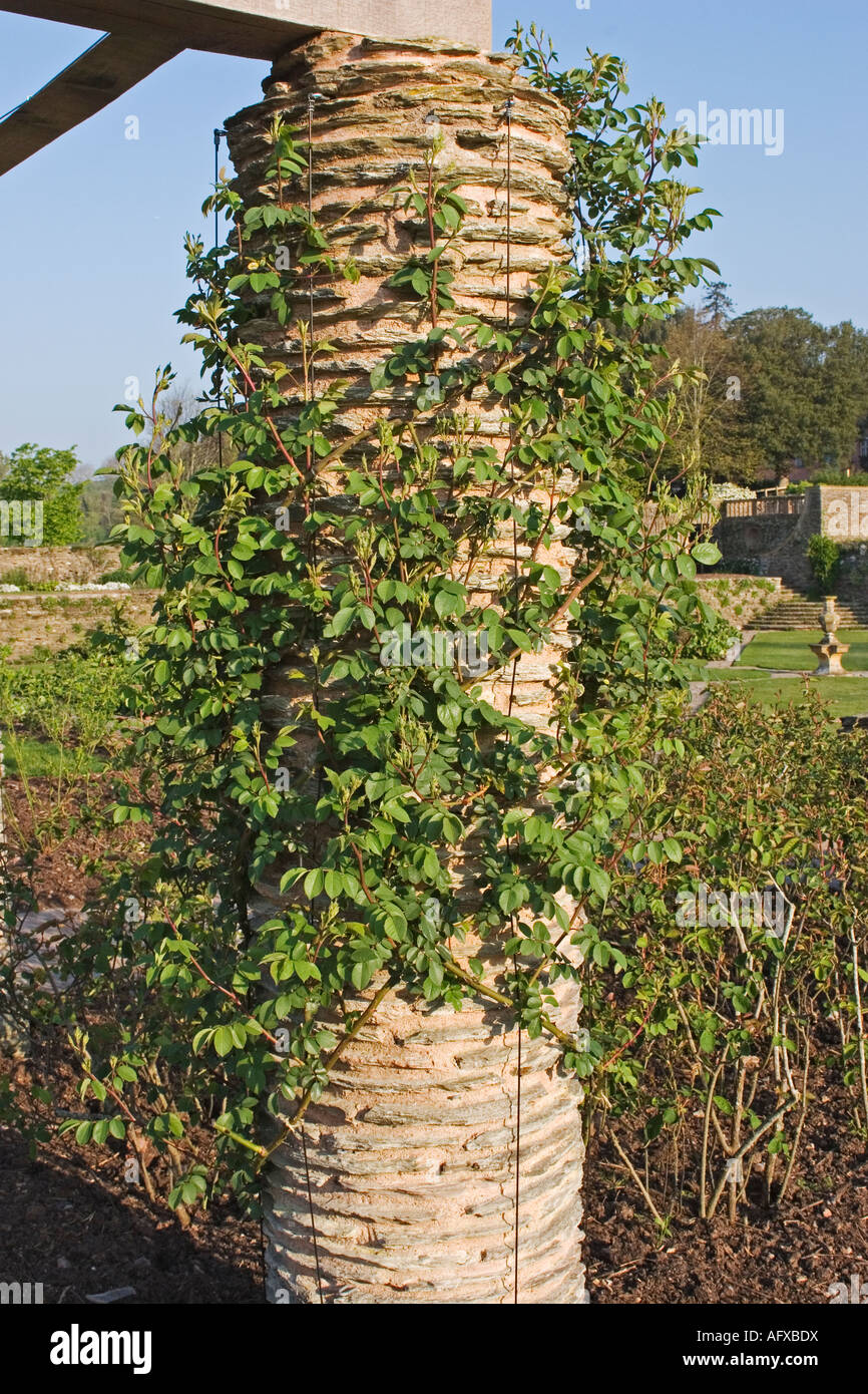 Climbing Roses On Pillars