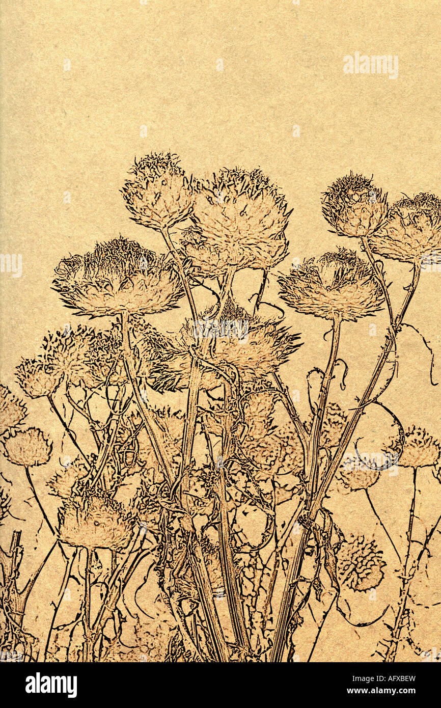 Abstract style illustration of thistles as a duo tone print Stock Photo ...