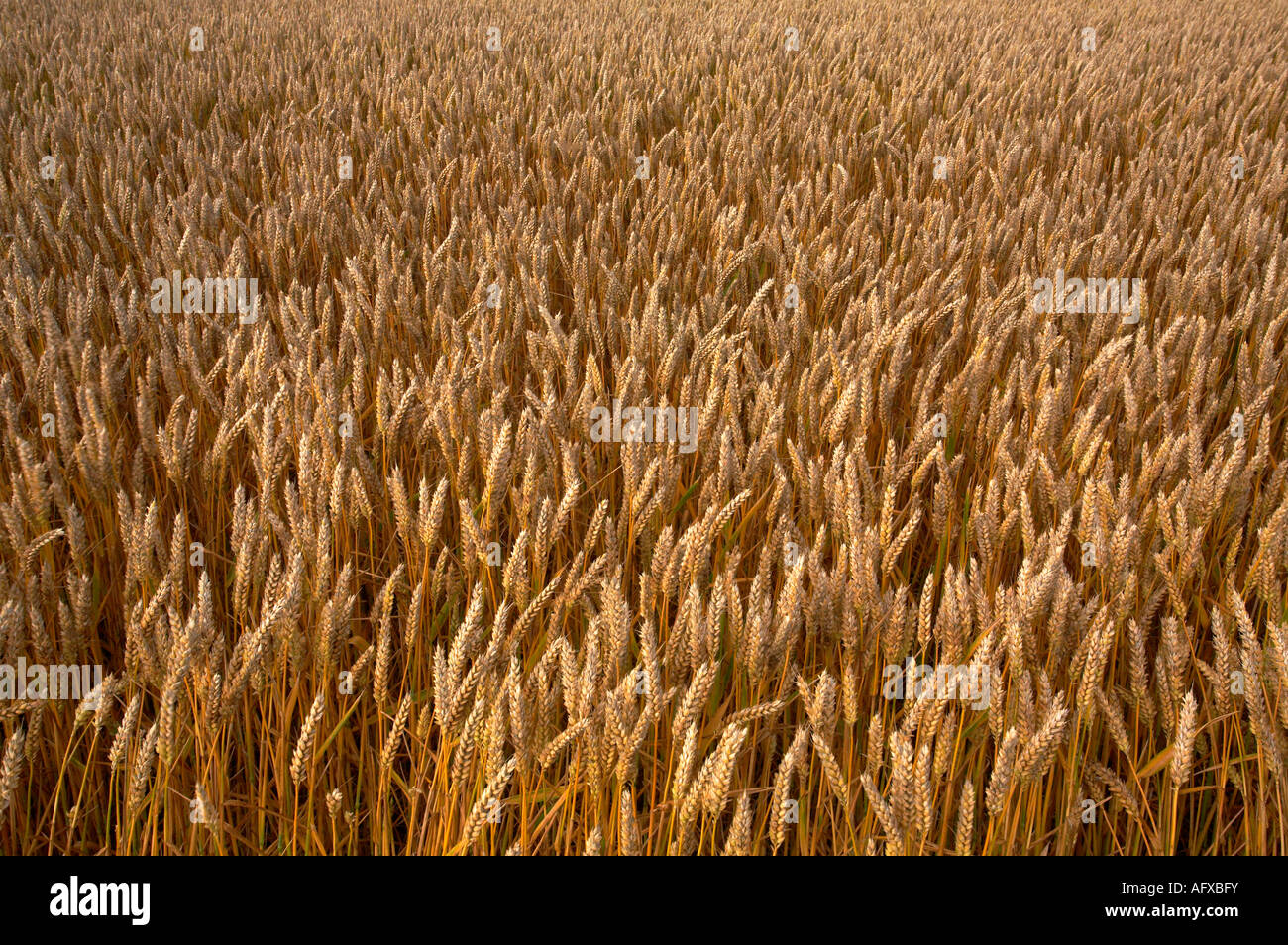Close up of wheat in field hi-res stock photography and images - Alamy