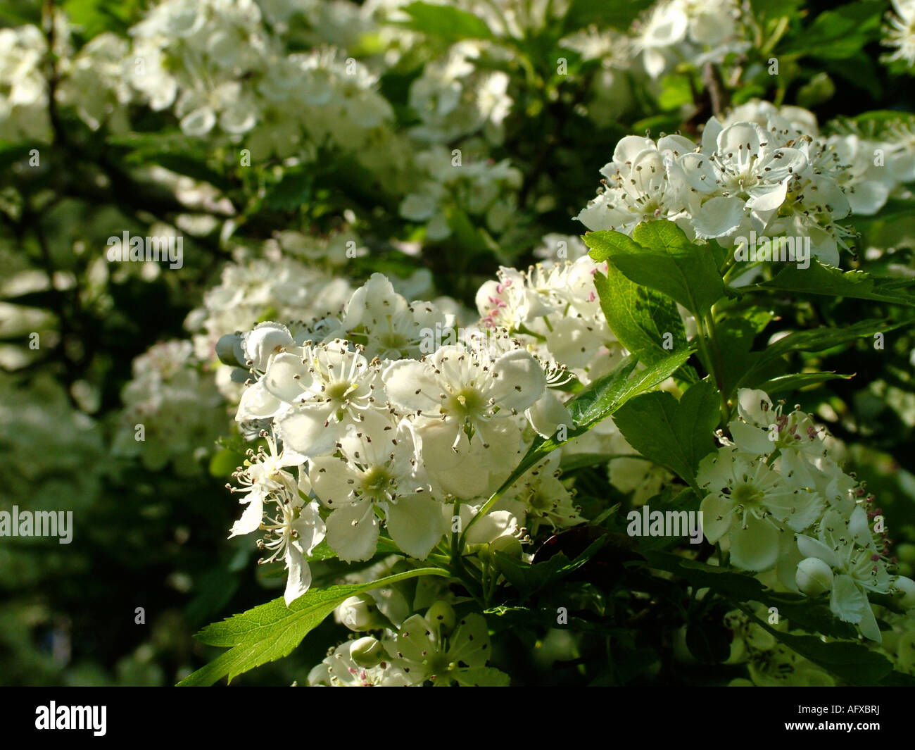 Hawthorn may blossom hi-res stock photography and images - Alamy