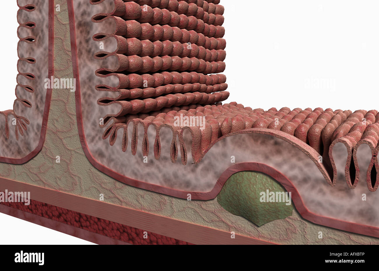 The intestinal wall Stock Photo - Alamy