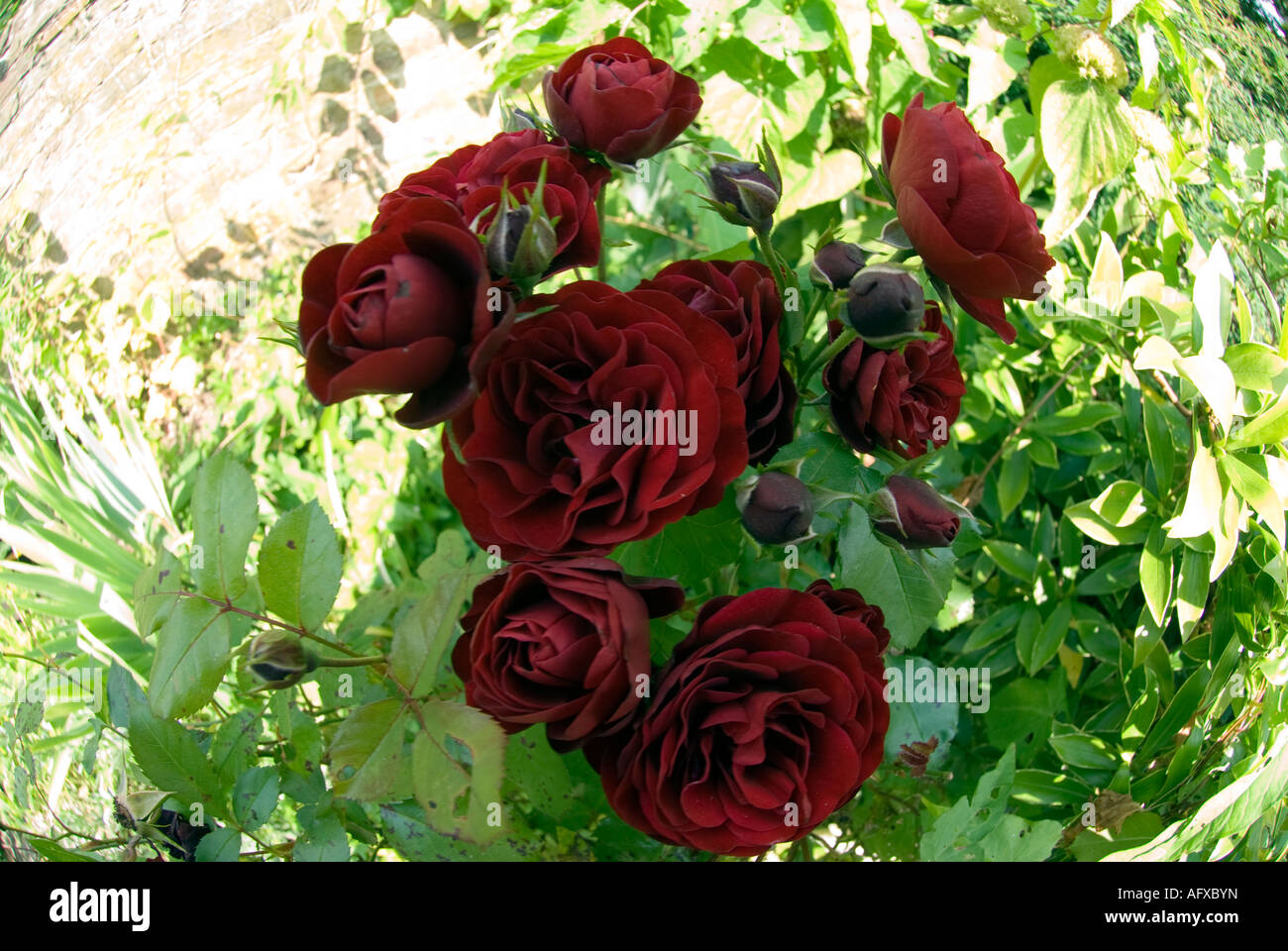 Red eye fish hi-res stock photography and images - Alamy