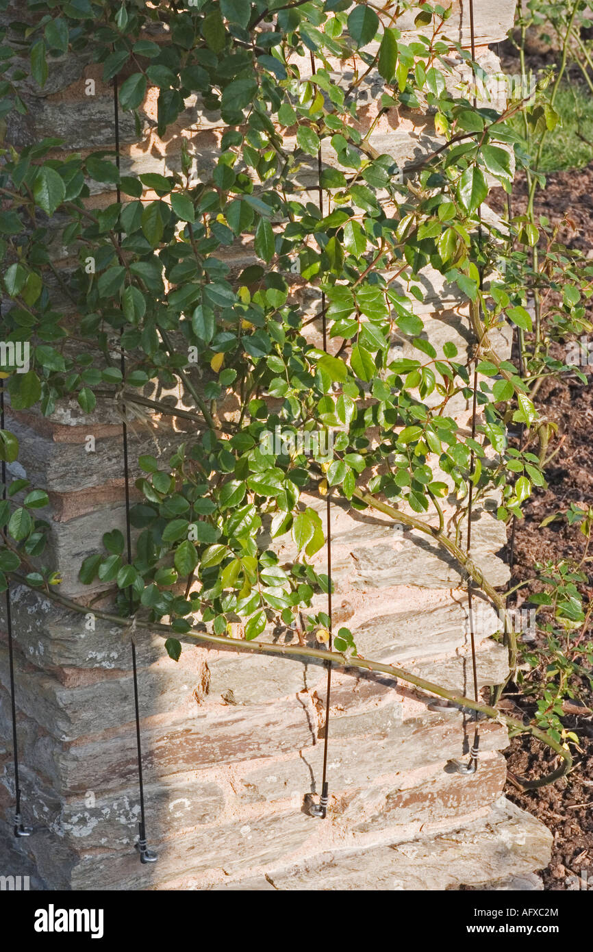 Climbing roses on pergola hi-res stock photography and images - Alamy